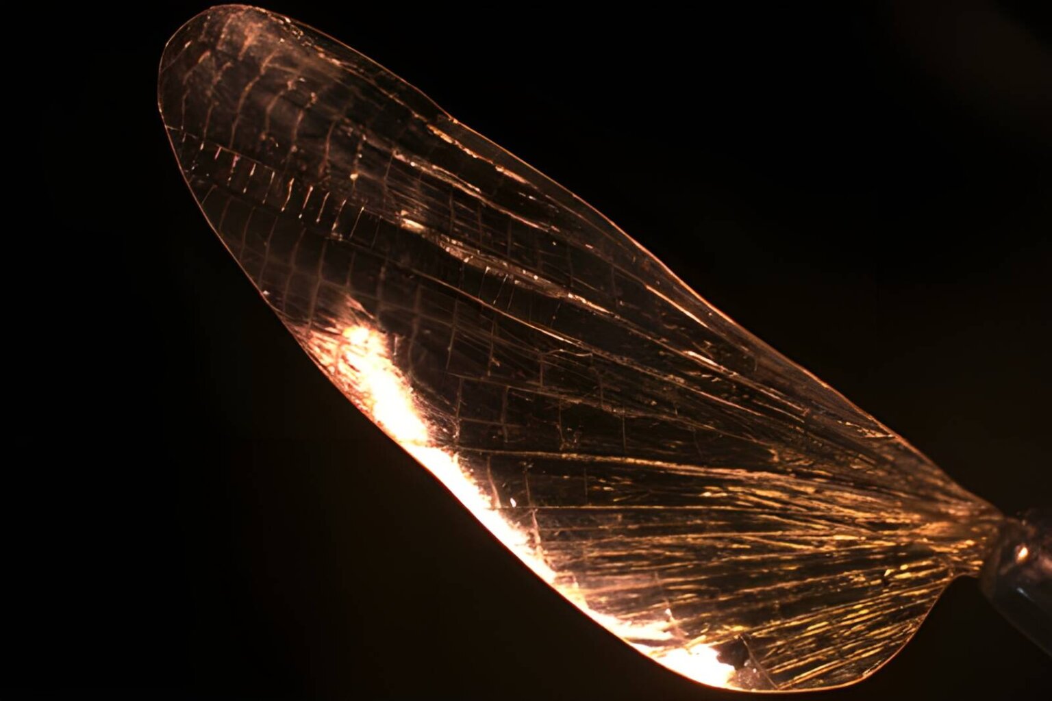 Un nuevo material llamado Shrilk que promete bastante - Blog ingeniería